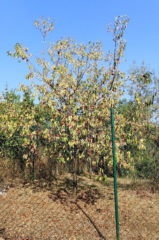 jablone — Postimages