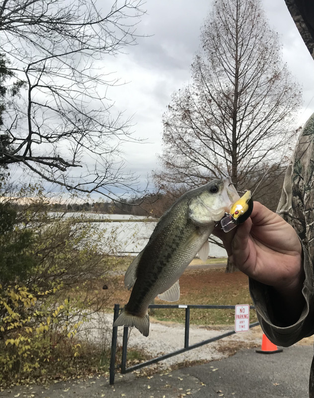 Caught Fish on Found Lures - Fishing Tackle - Bass Fishing Forums