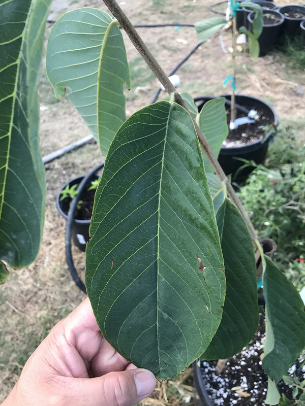 IMG 0803 — Postimages