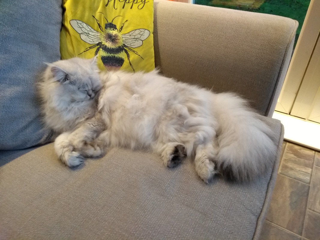 Ahoy there Sea Dogs! Put a face to the name? (Now with added cats’n ...