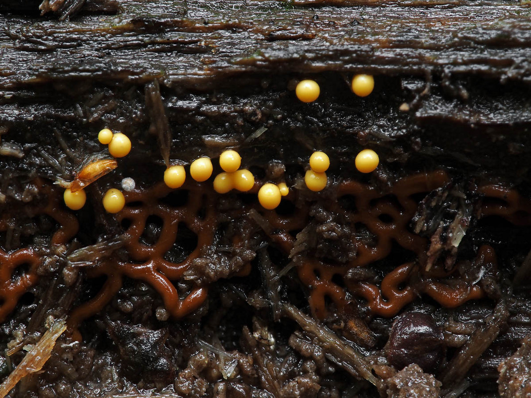 Trichia sp Hemitrichia serpula 1 SAE 20200919 — Postimages