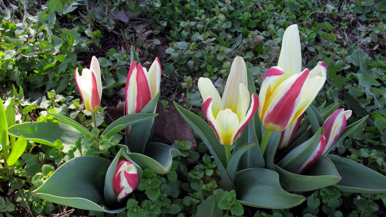 IMG 3597 — Postimages