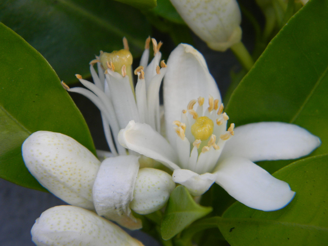Slava Micurina flower — Postimages