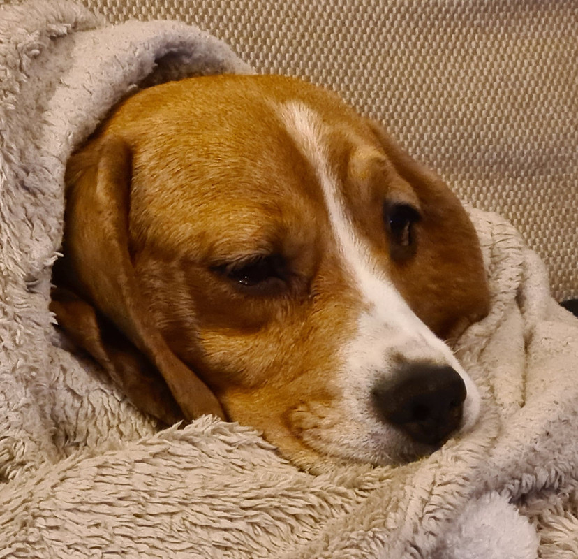 Capri 2 — Postimages