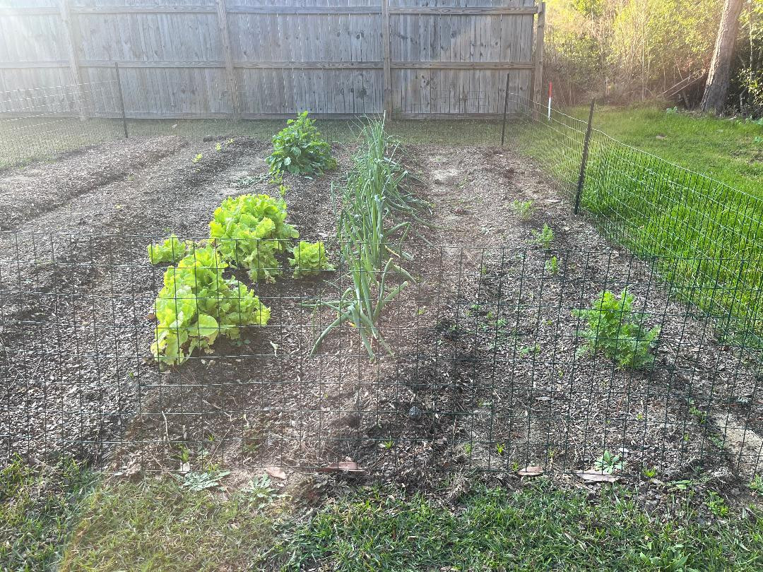 The Back Yard Is Coming Along - 24hourcampfire