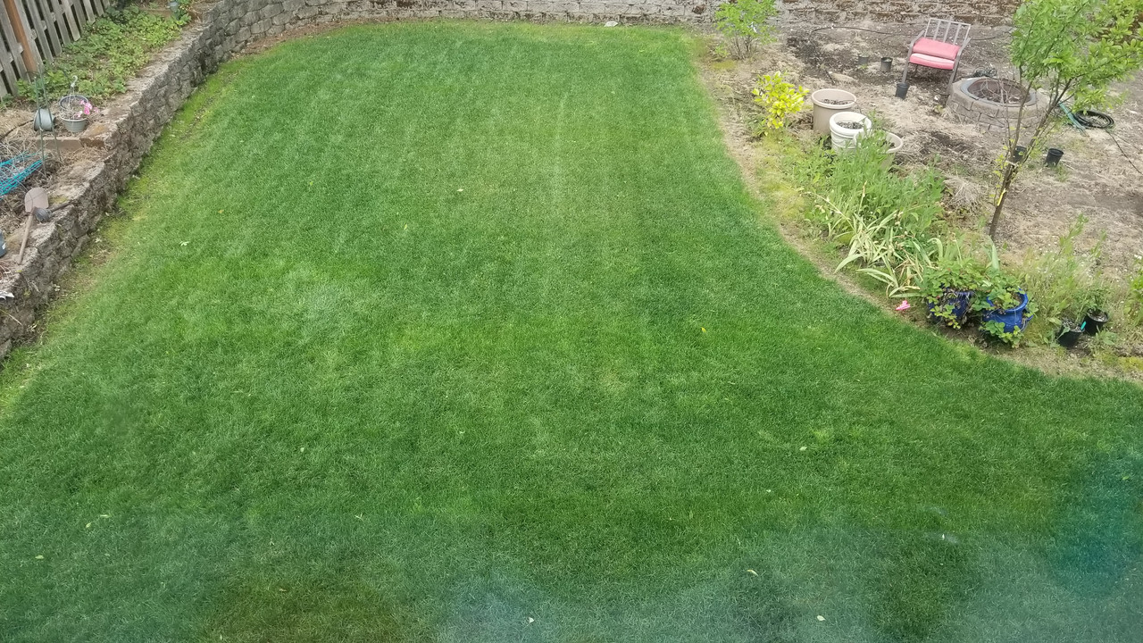 PSA: Dont Ignore Poa Triv | Lawn Care Forum