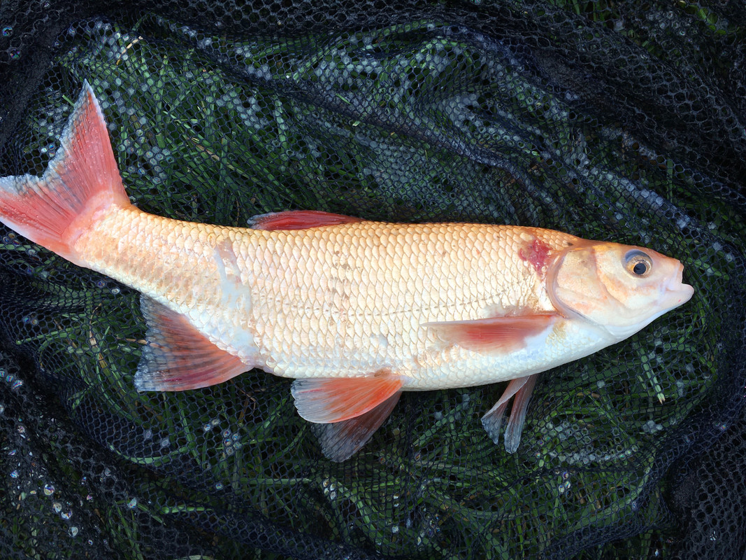 IMG 3053 — Postimages