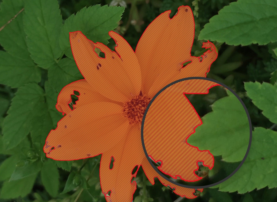 Accurate damaged flower shapes/segmentation | Kaggle