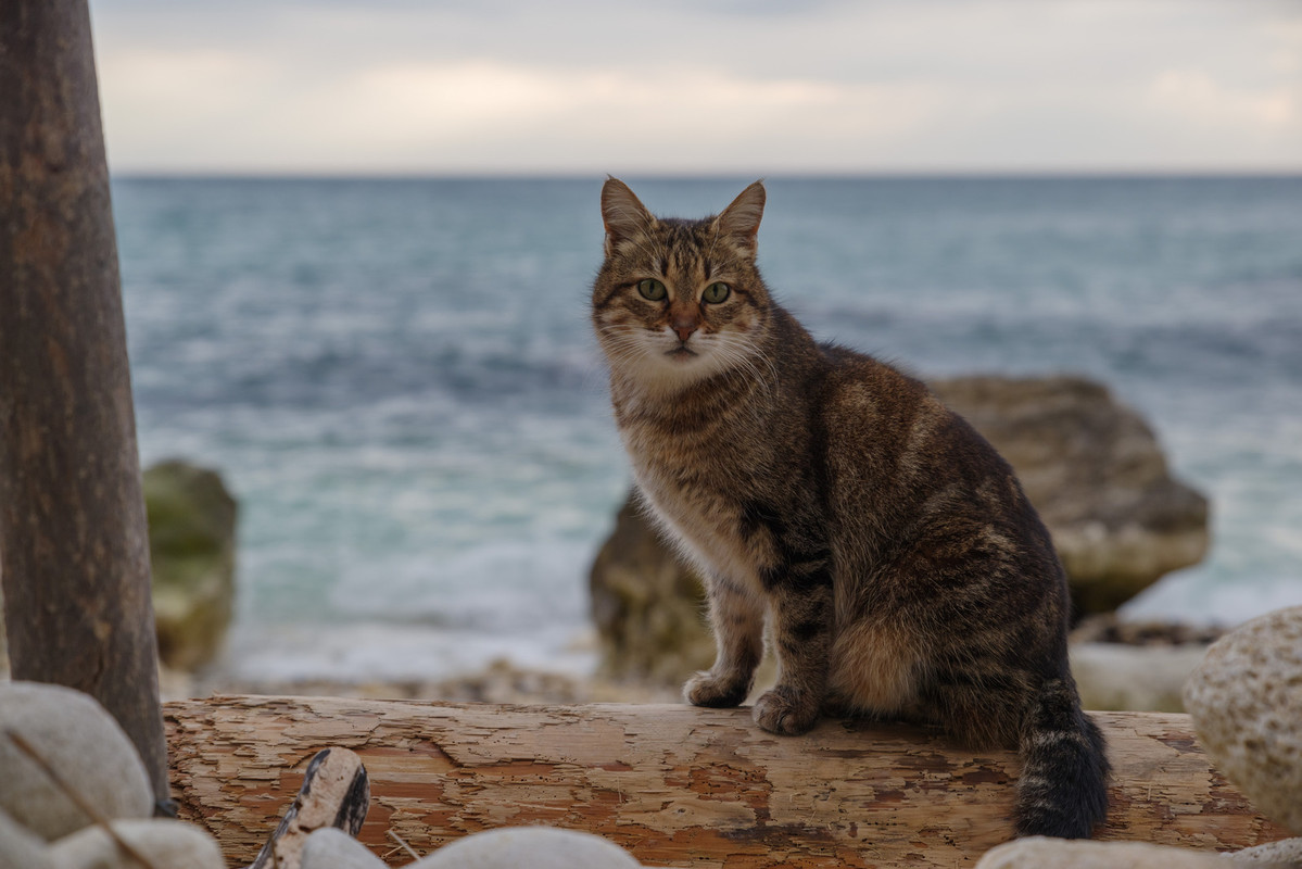 V0009781 1600 — Postimages