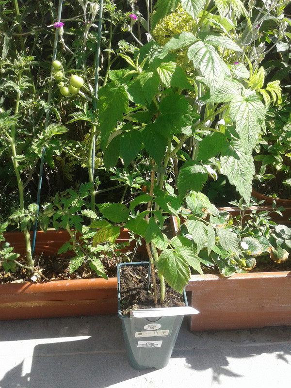 Raspberry Plant -Any advice? - Page 1 - Homes, Gardens and DIY ...