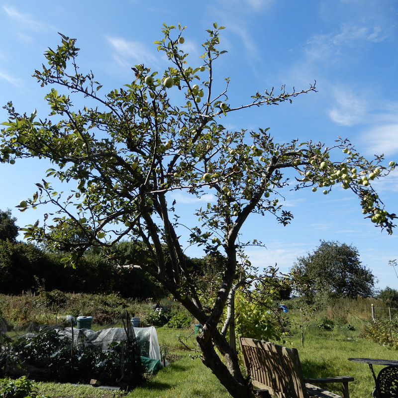 Any Fruit Tree 2024 09 13 027 — Postimages