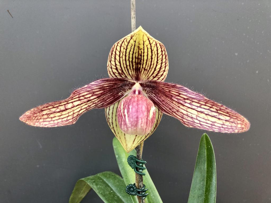 Paph Alexej | Slippertalk Orchid Forum