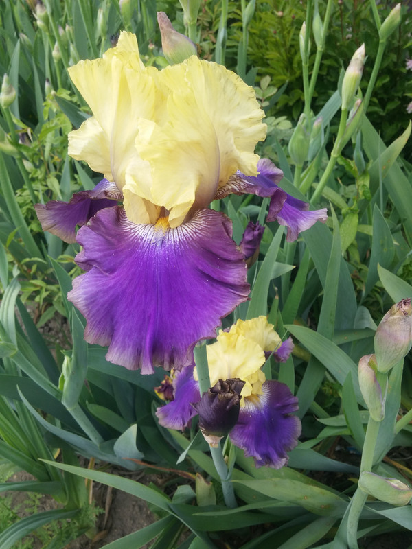 20190425 174141 — Postimages