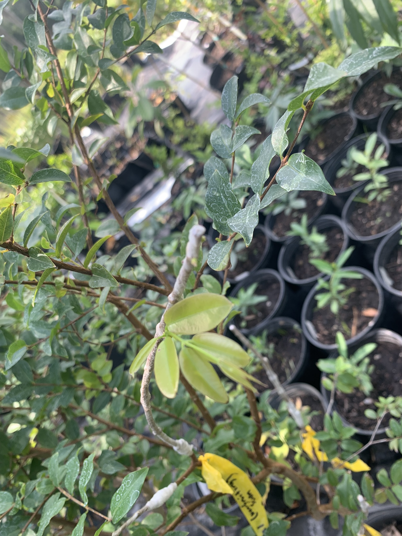 BD51 B36 D 473 E 4 E57 BD36 C4015 B3 C686 C — Postimages