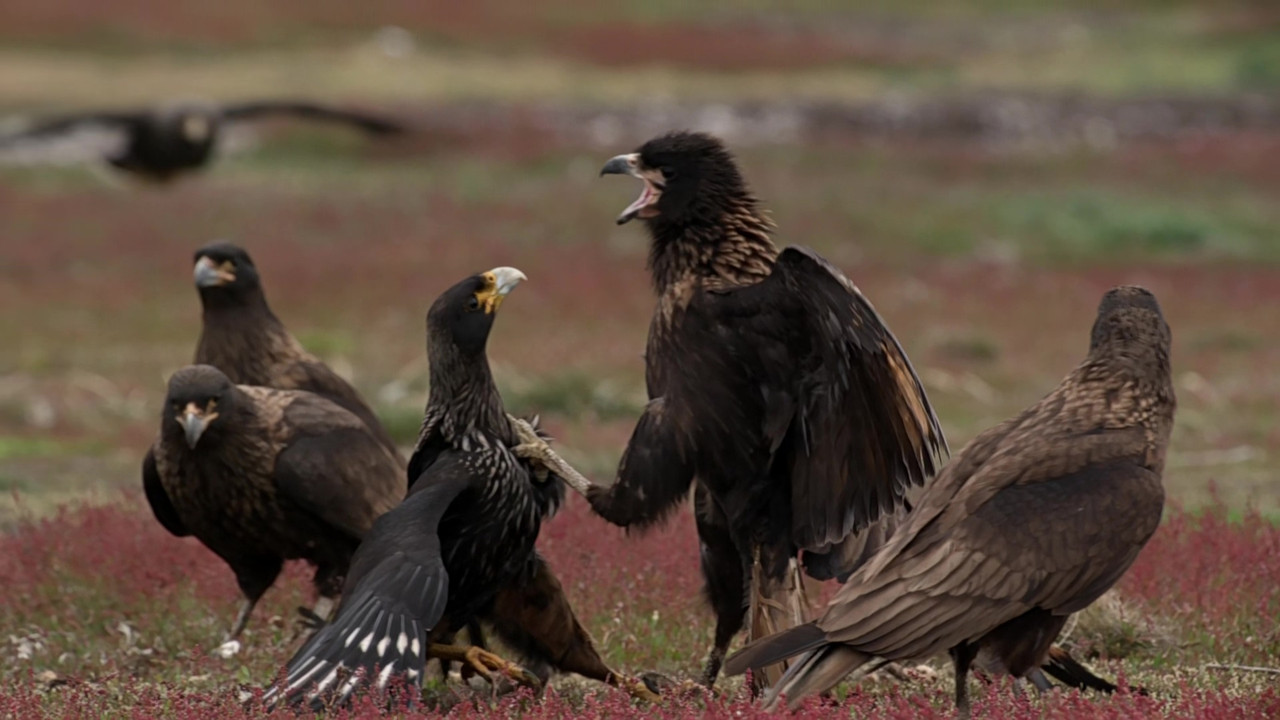 Life Story (2014) S01 E01 First Steps (1080p Blu Ray x265 Sile — Postimages