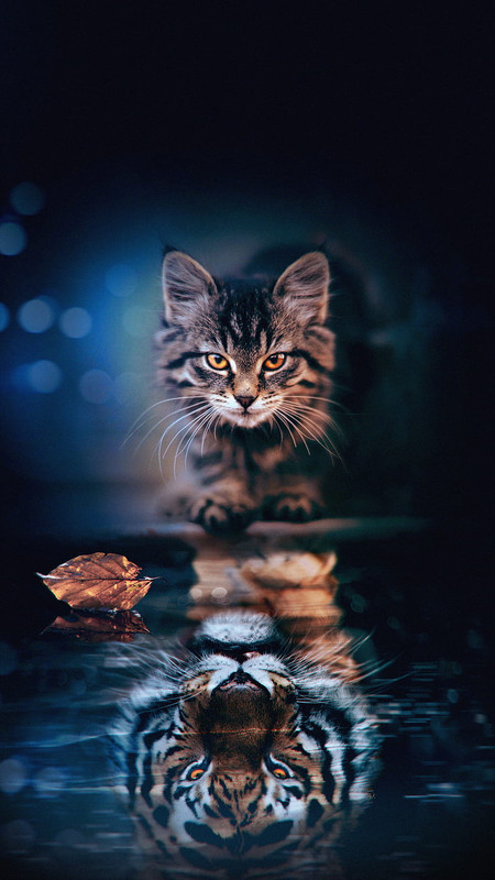 HD wallpaper cat reflection animal art cute tiger — Postimages
