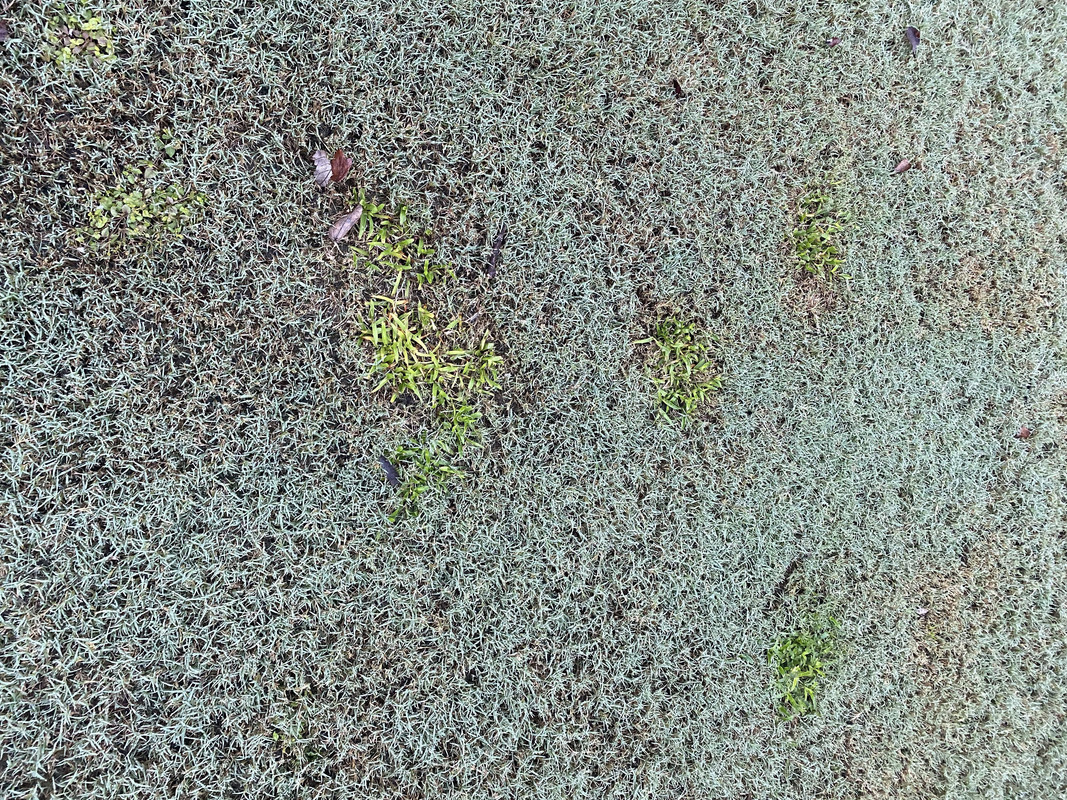 IMG 3186 — Postimages