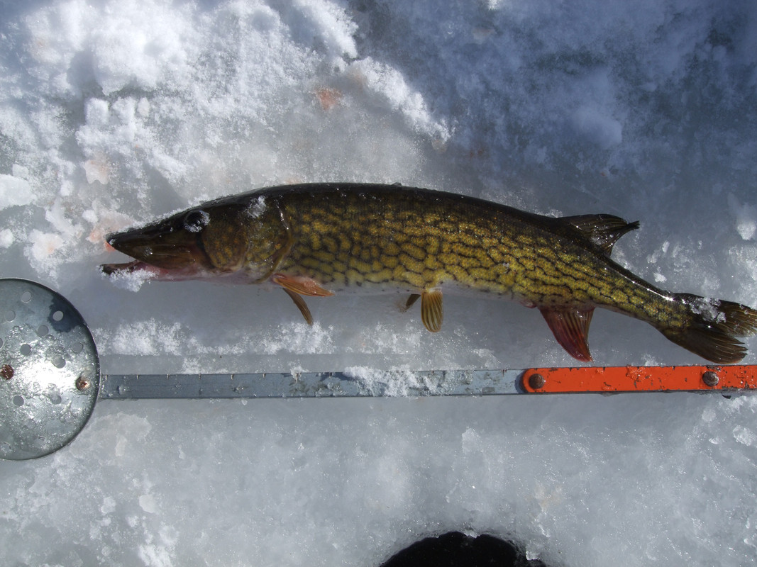 DSCF3133 — Postimages