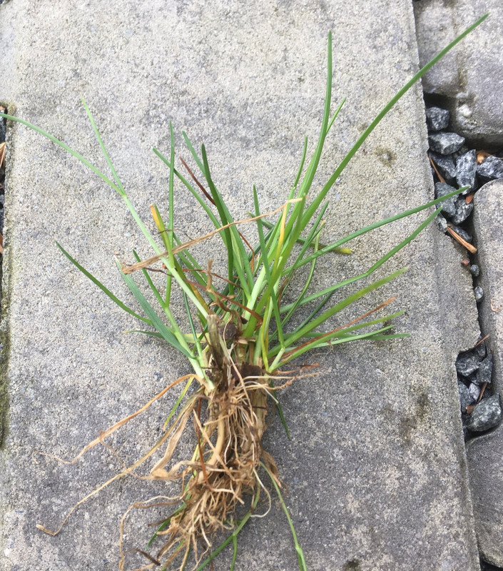 Help with weed ID (Poa Triv?) | Lawn Care Forum
