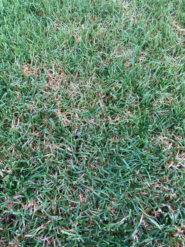 Red Thread? | Lawn Care Forum