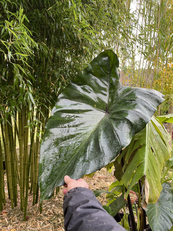 IMG 3535 — Postimages