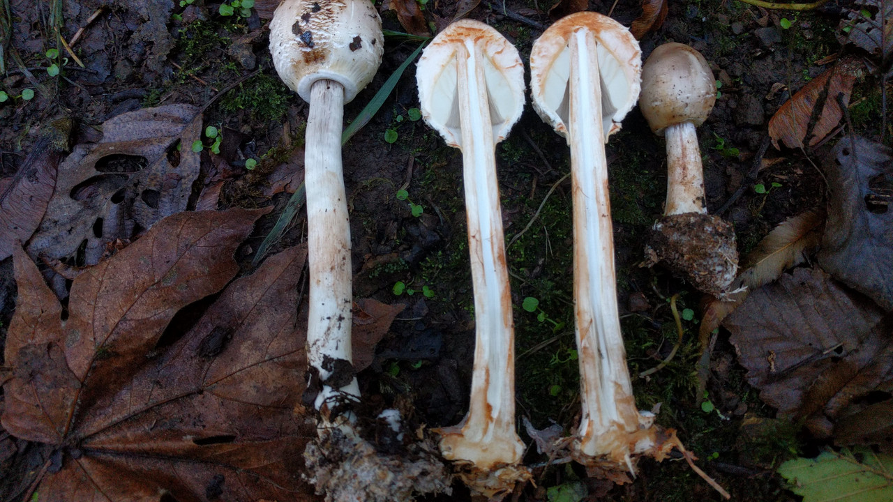 Lepiota rachodes Guess — Postimages