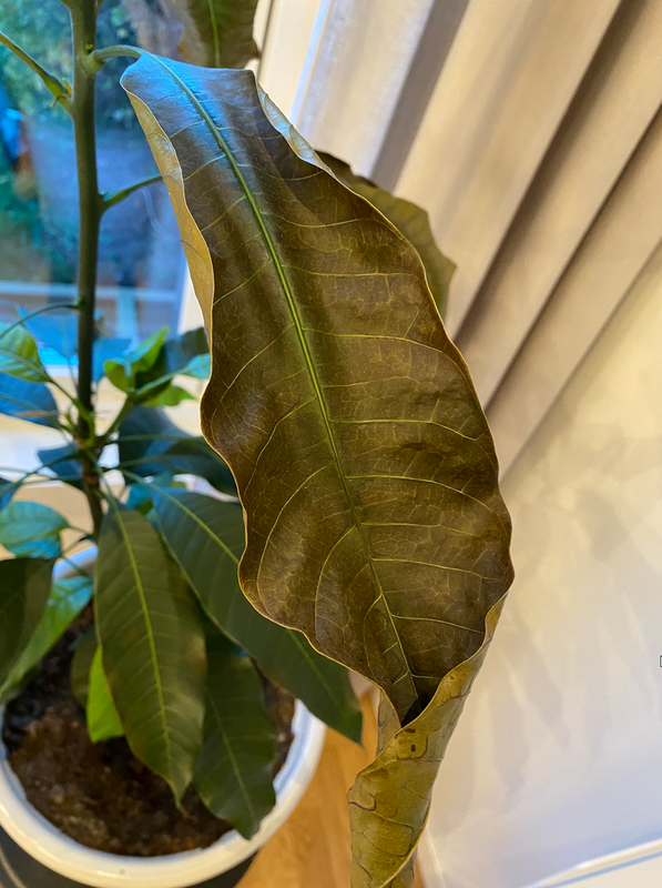 2 mango now 4 — Postimages