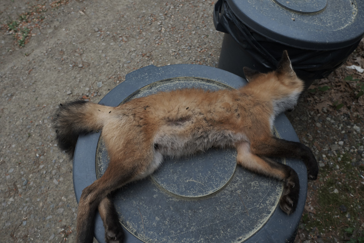 fox123 3 — Postimages