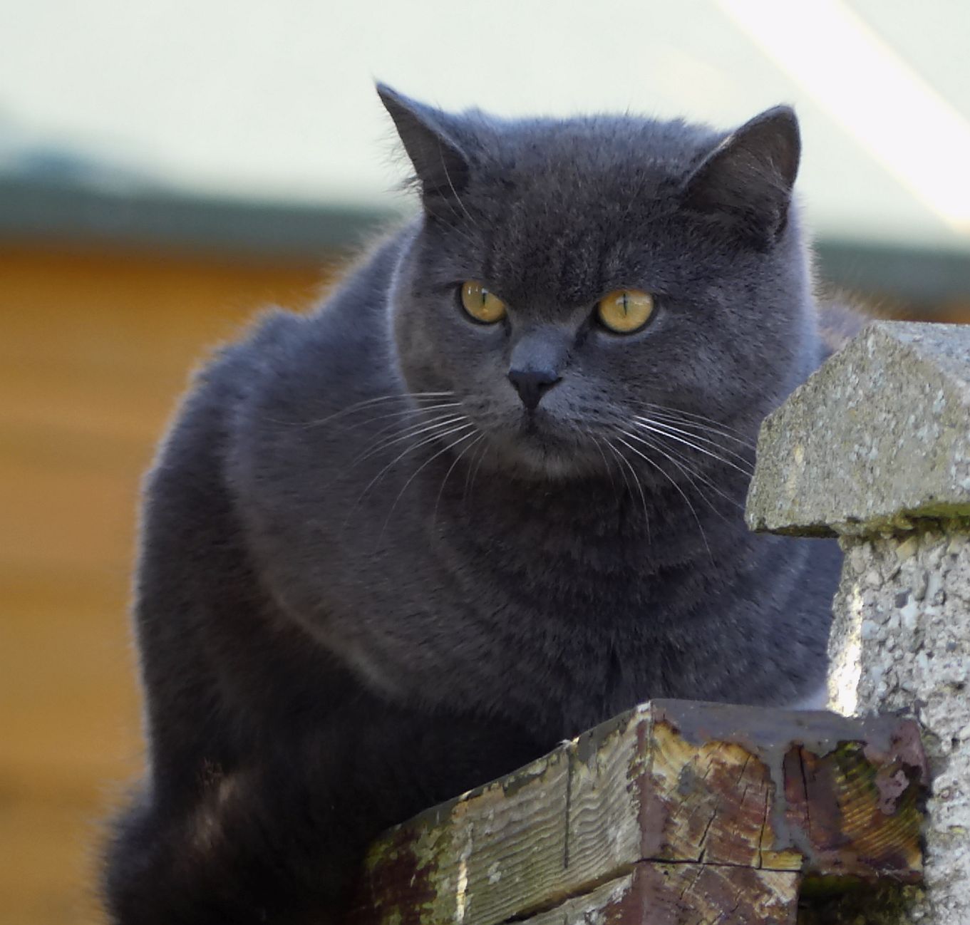 PUSSY CAT 2 080723 — Postimages