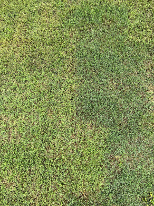 Different shades of green in Bermuda grass | Lawn Care Forum