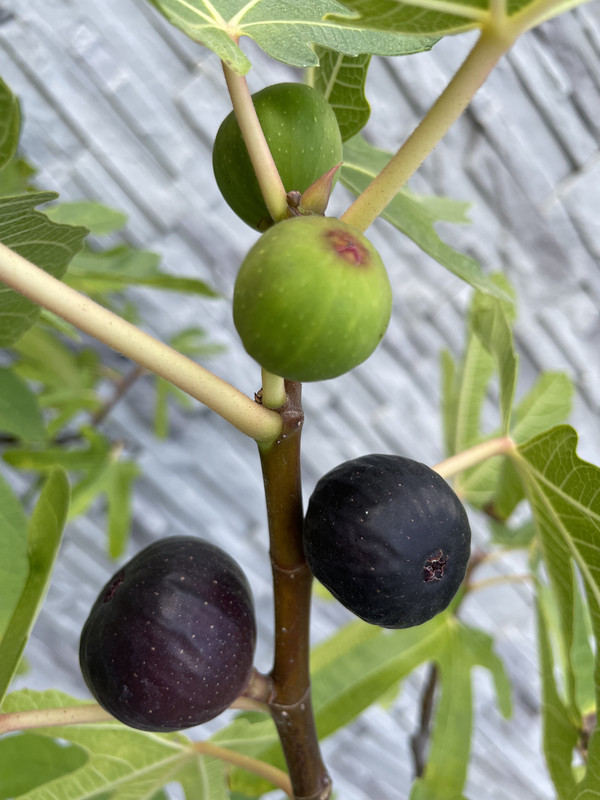 IMG 3618 — Postimages