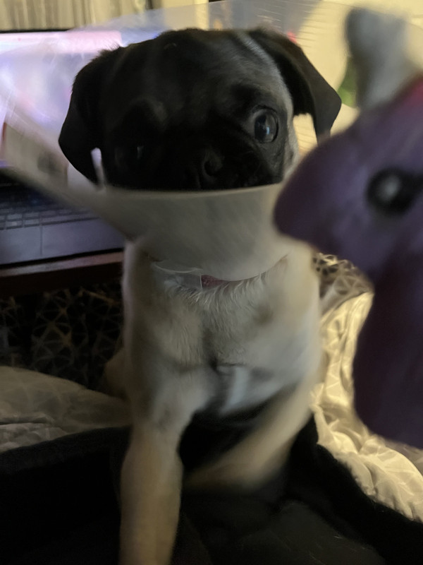 A Cat After My Own Heart - Chapter 14 - Tanzle - Miraculous Ladybug ...