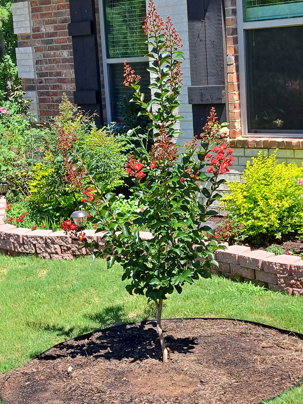 Crape Myrtle front yard 06 Jun2024 — Postimages