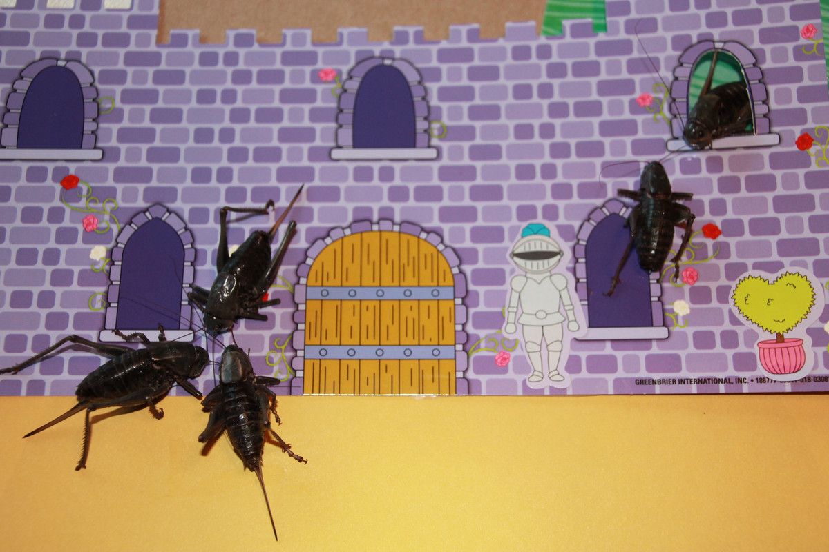 Why does SHE get all the attention — Postimages