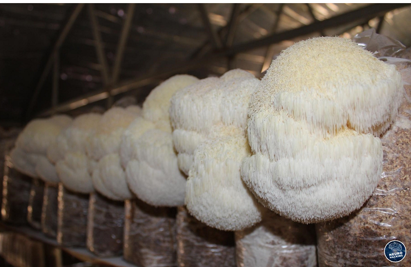 Ежовик гребенчатый (Lion's mane) — Teletype