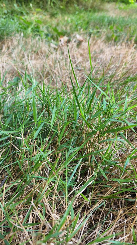 Mystery Grass 6 2 — Postimages