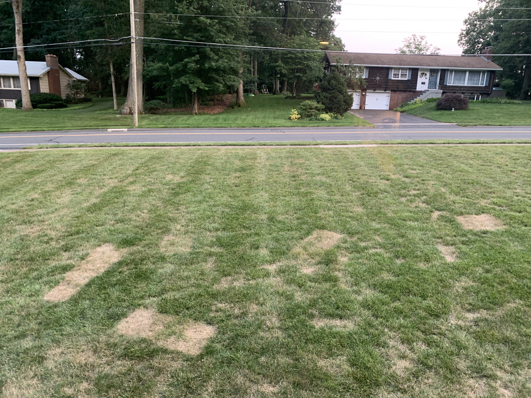 Spot Patching with Sod Failed | Lawn Care Forum