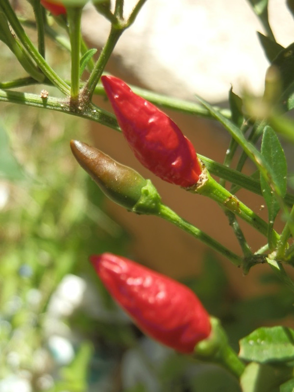 Demon Red Pepper small — Postimages