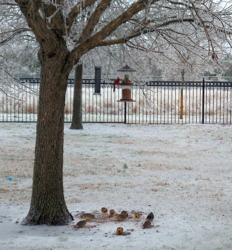 Birds 2 — Postimages