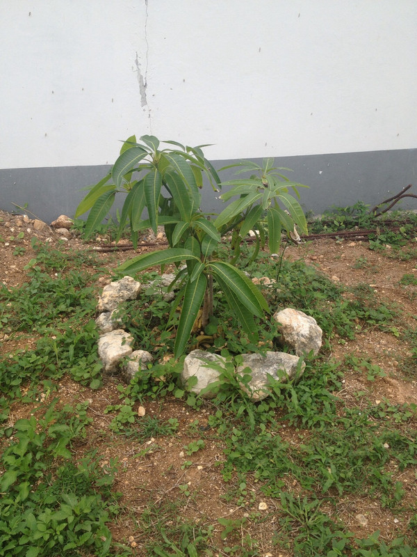 Pickering 2 June 15 — Postimages