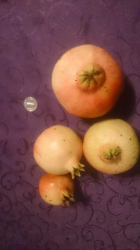 DSC 0221 — Postimages