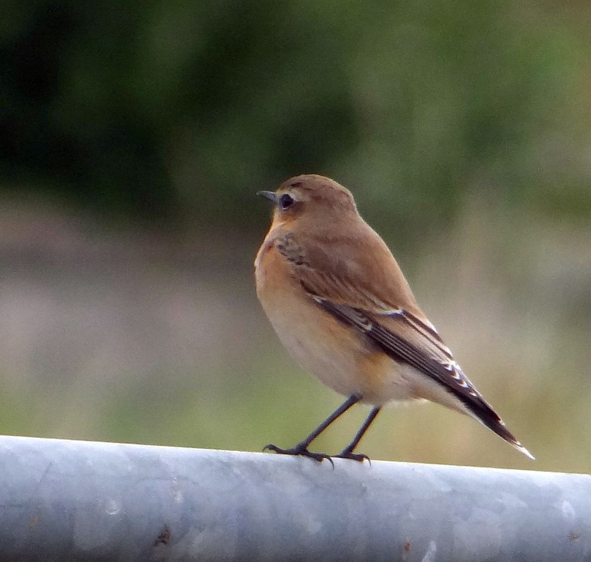 UNKNOWN 1 260823 — Postimages