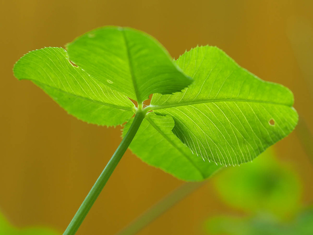 Trifolium hybridum folia 5 SAE 20200703 — Postimages