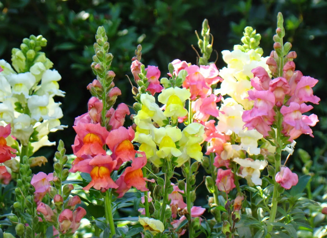 ¿Cómo cuidar a la boca de dragón? La flor romántica que embellecerá tu ...