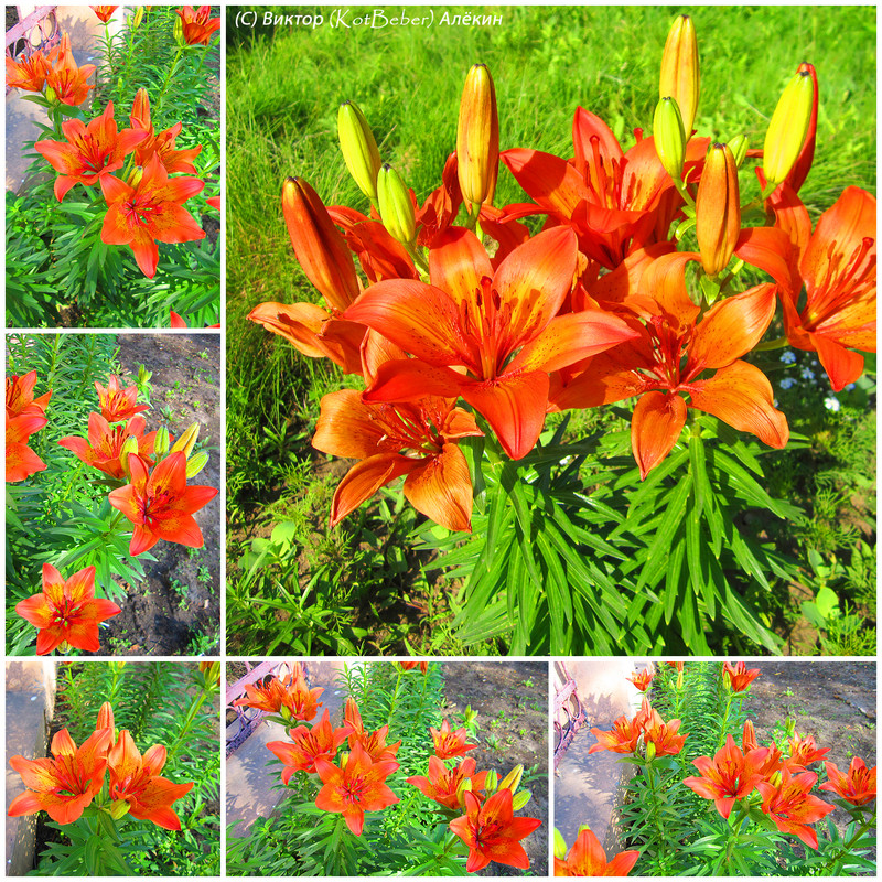 1640 17 — Postimages