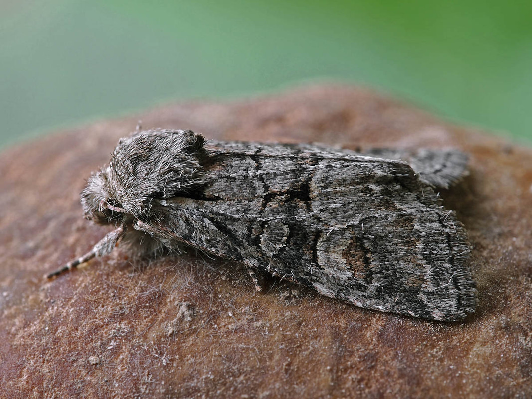 Sovka sp1 SAE 20200702 — Postimages