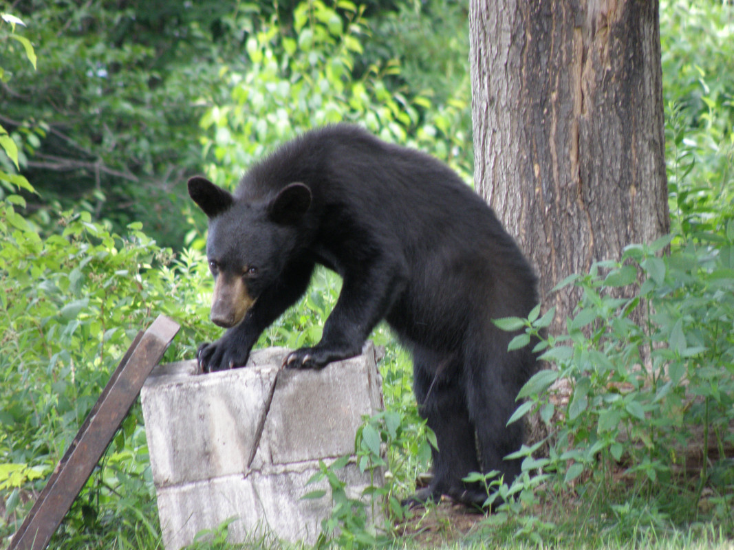 bears cub sneaky — Postimages