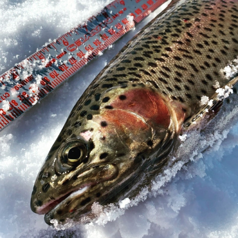 spotted bow — Postimages