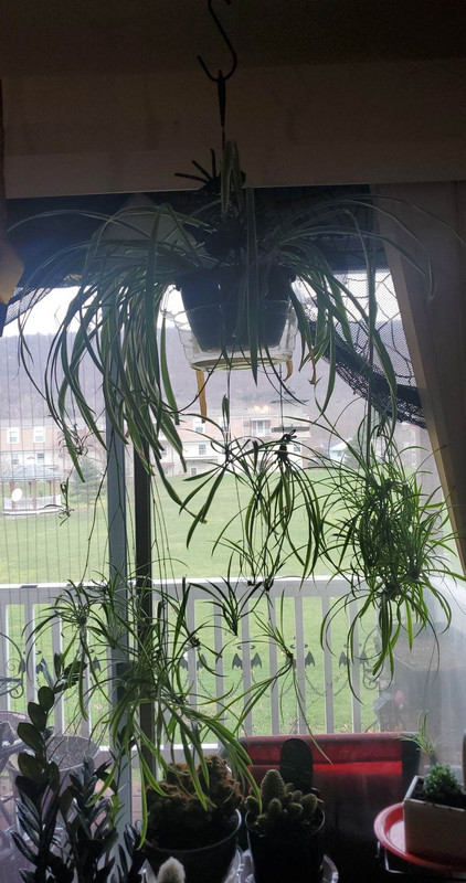 HELPPPP I MESSED UP AND MY SPIDER PLANT IS PAYING FOR IT : r/plantclinic