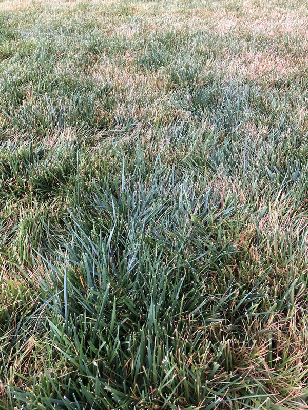 Annual bluegrass or ryegrass? | Lawn Care Forum